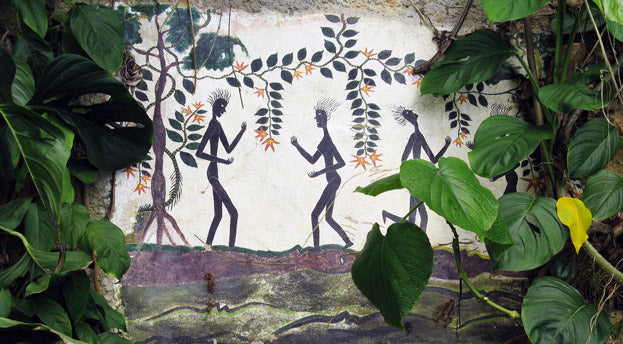 Buy Salvia Divinorum and HBWR Seed from Malaysia, Thailand, Indonesia ...